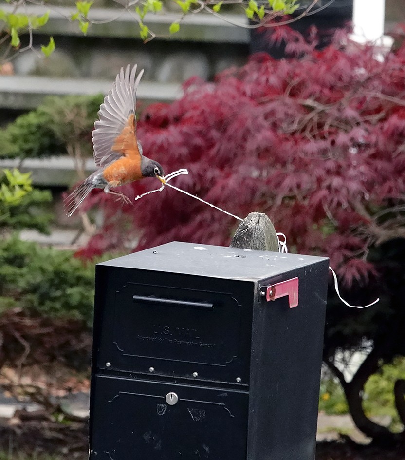 eBird Checklist - 28 Apr 2024 - Mastic, Home - 18 species
