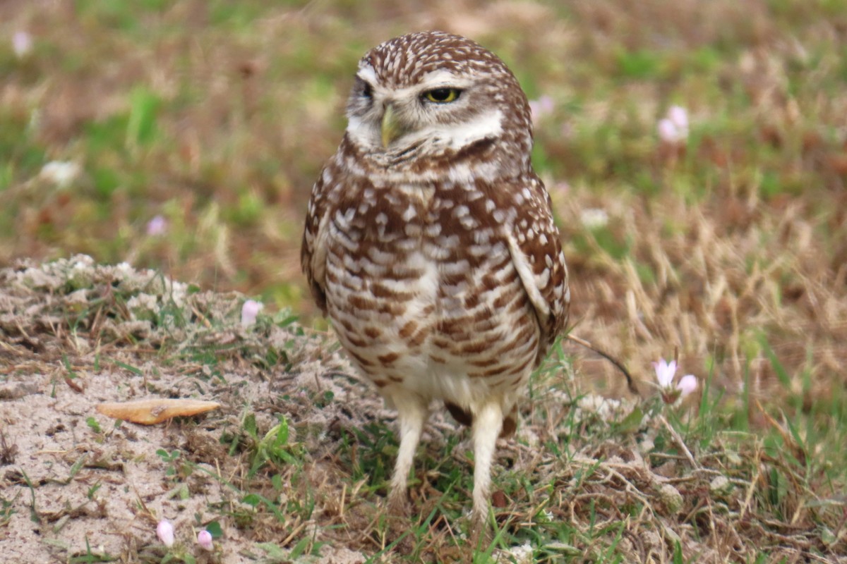 eBird Checklist - 19 Feb 2025 - Pelican Blvd. Baseball Fields - 3 species