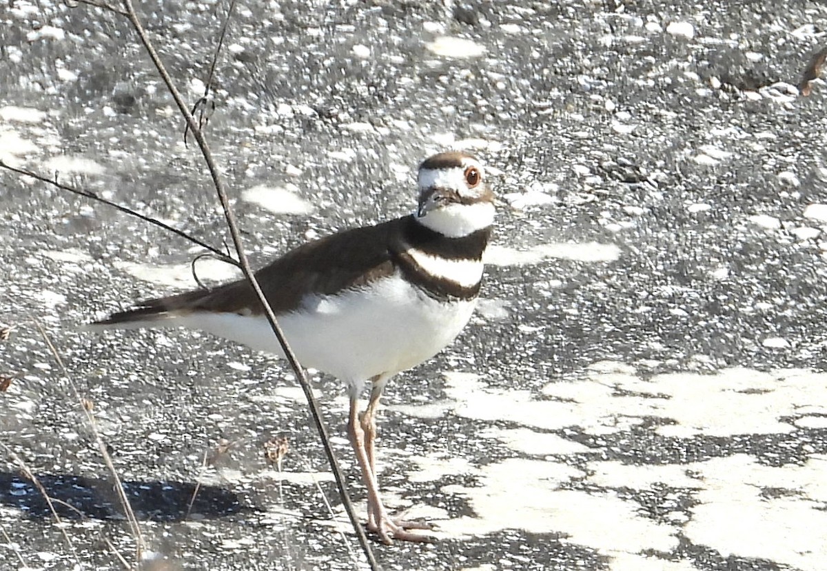 eBird Checklist - 19 Feb 2025 - Fran Reich Preserve SFWMD - 32 species
