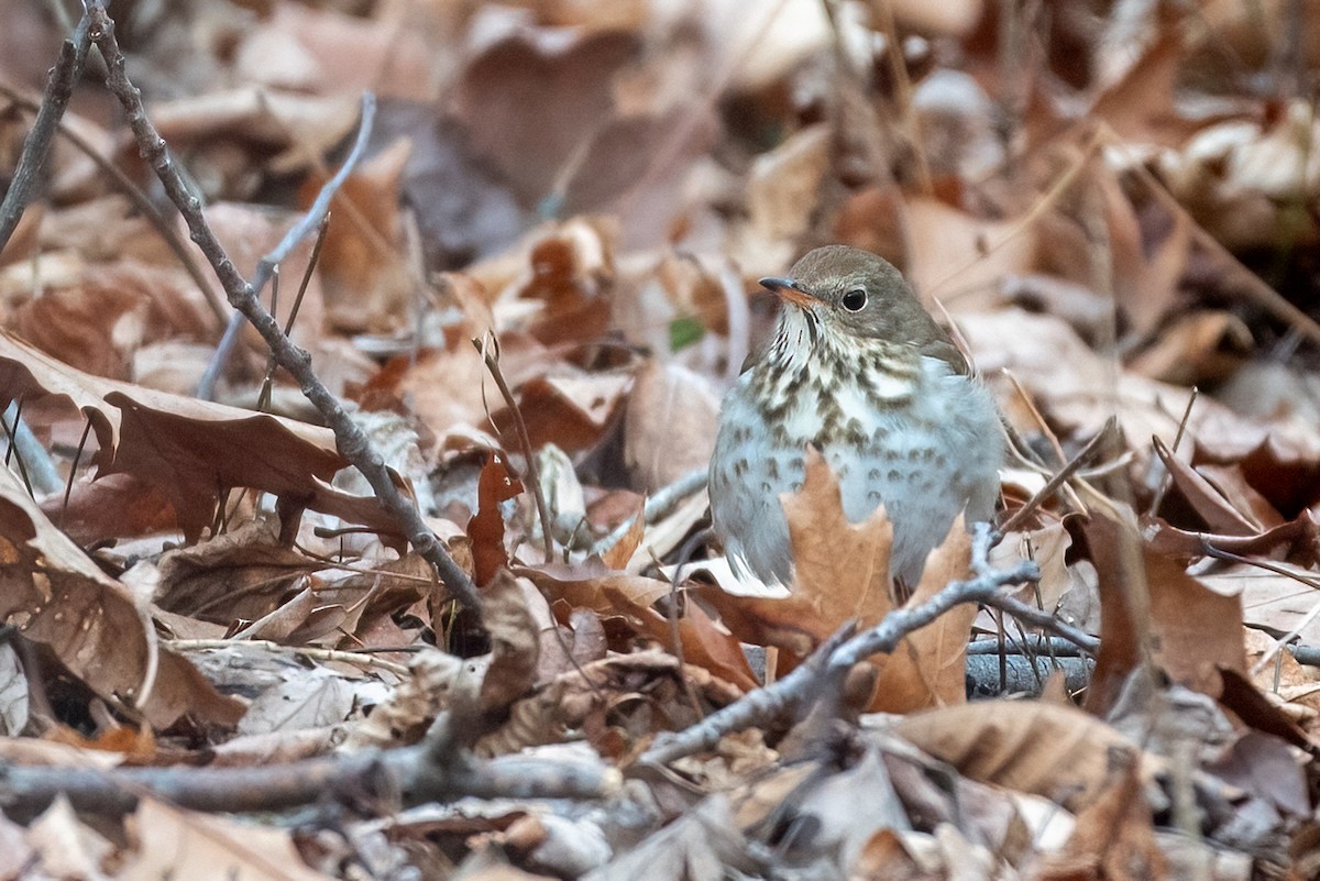 ML630968756 - Hermit Thrush - Macaulay Library