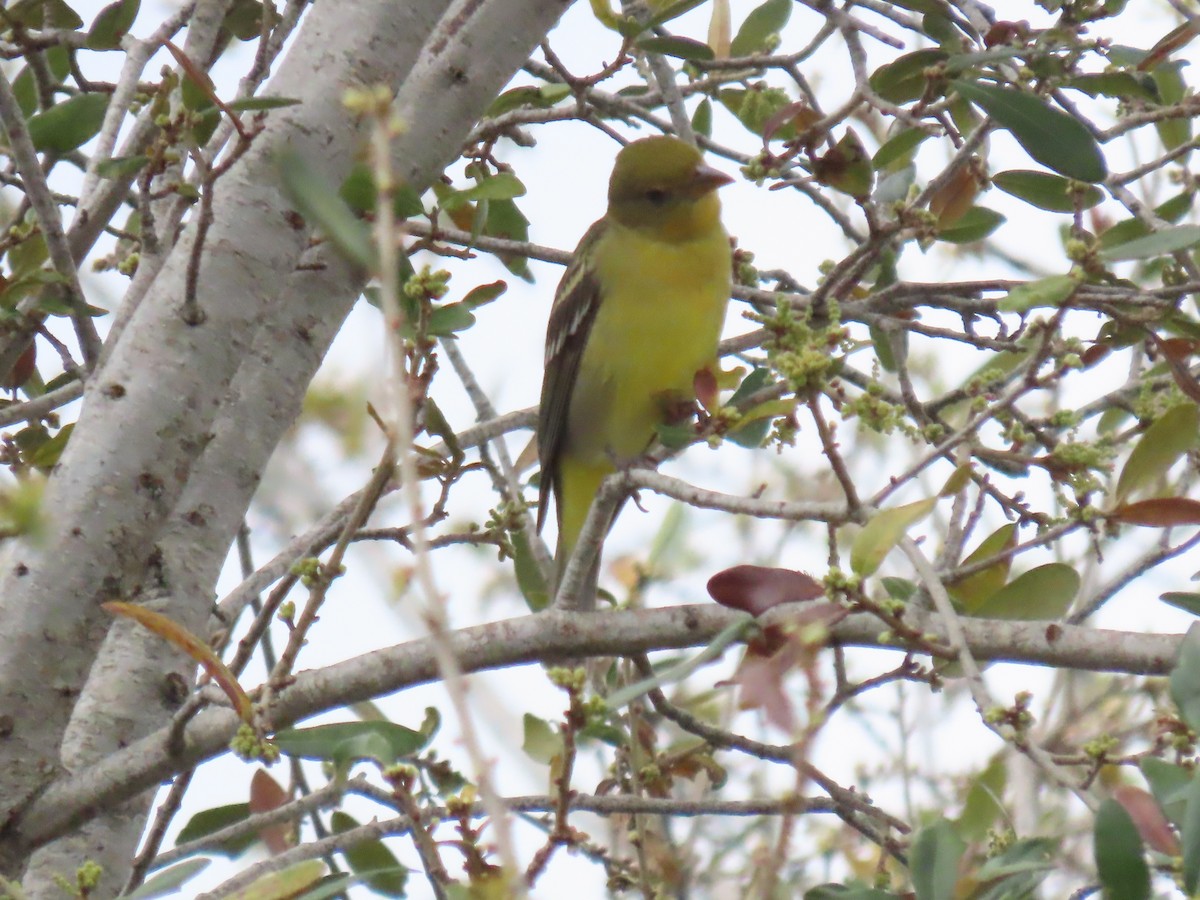 ML630972077 - Western Tanager - Macaulay Library