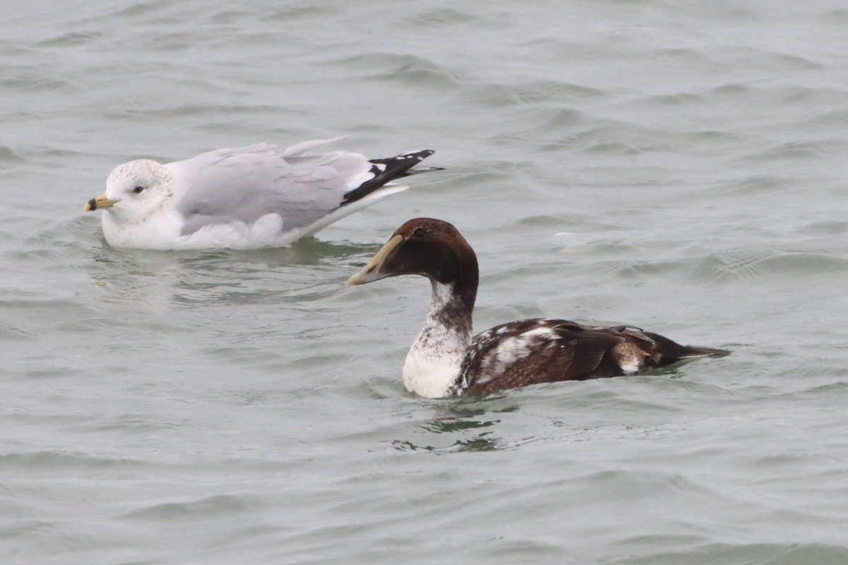 eBird Checklist - 19 Feb 2025 - Rudee Inlet - 12 species