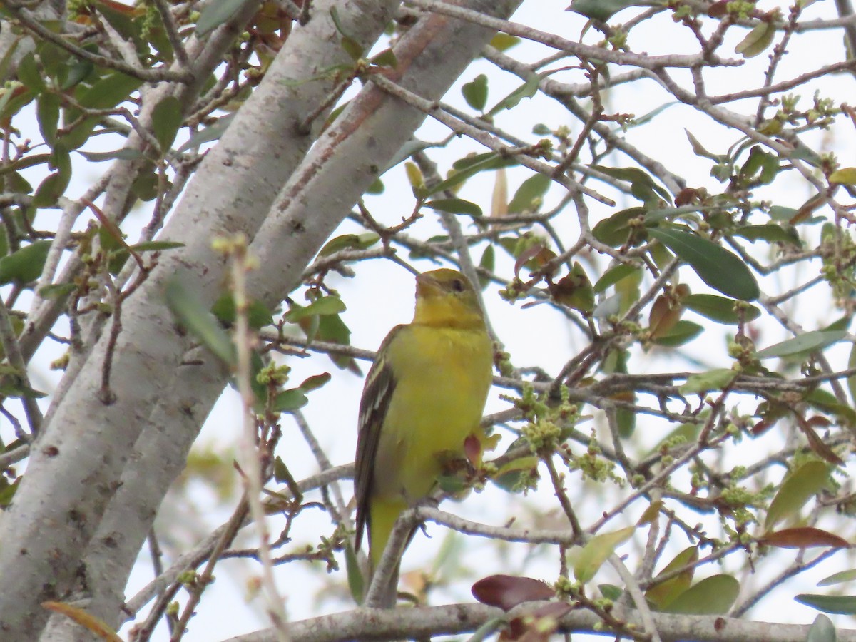 ML630972337 - Western Tanager - Macaulay Library