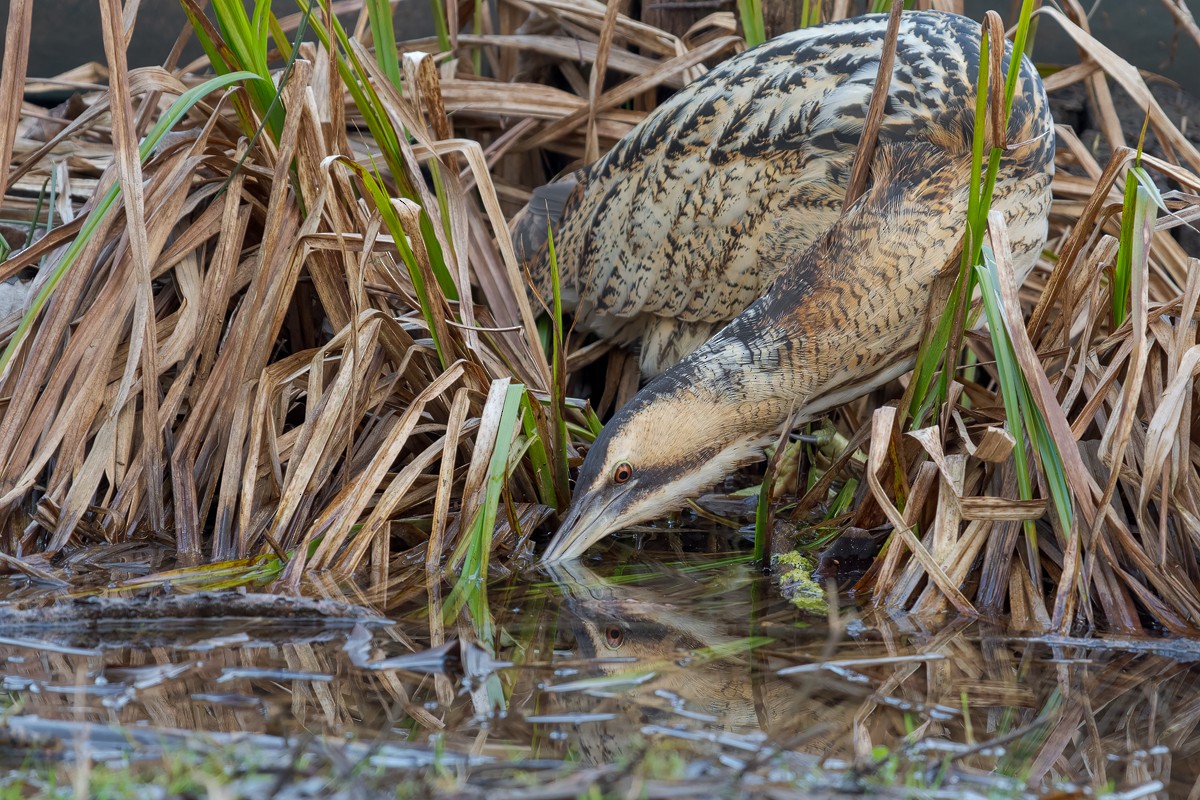 ML630972540 - Eurasian Bittern - Macaulay Library