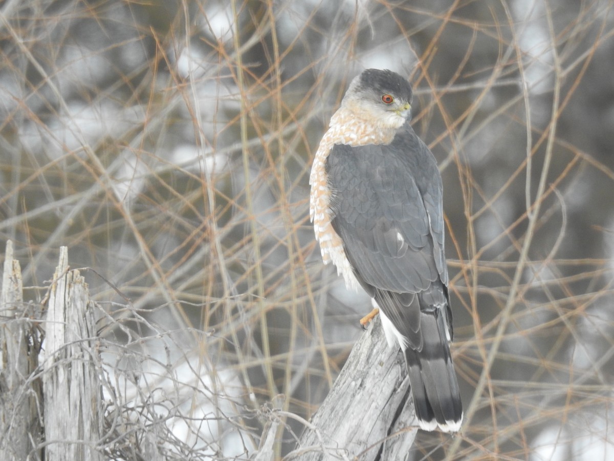 ML630976049 - Cooper's Hawk - Macaulay Library
