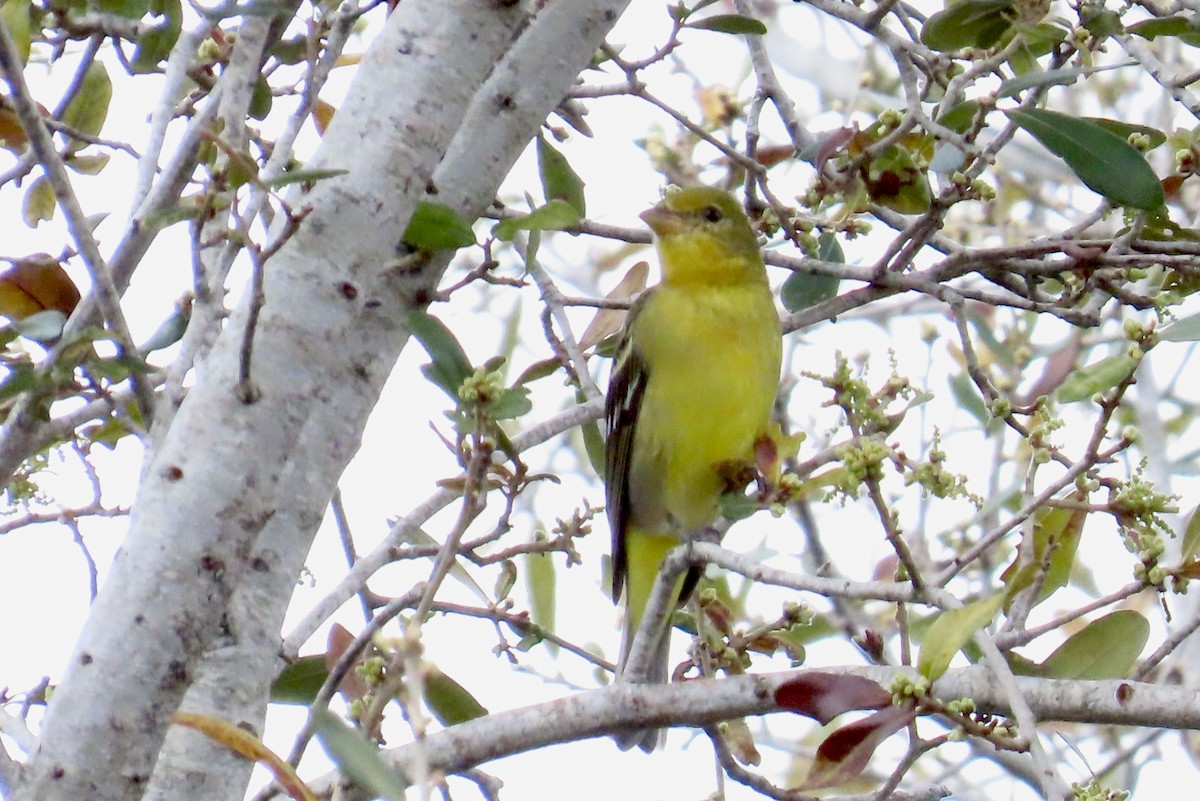 ML630981812 - Western Tanager - Macaulay Library