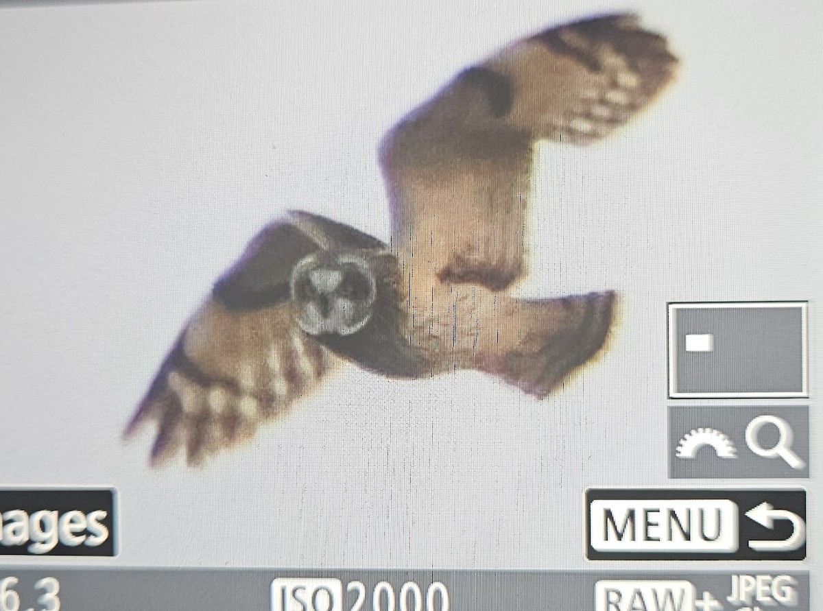 eBird Checklist - 19 Feb 2025 - Ellis Co.—Cut-off Road - 26 species (+1 ...
