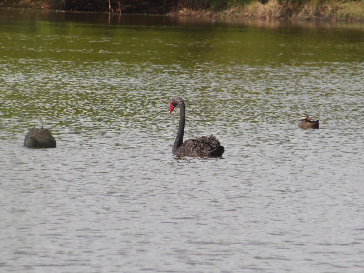 eBird Checklist - 20 Feb 2025 - West Byron Wetlands (Restricted access ...