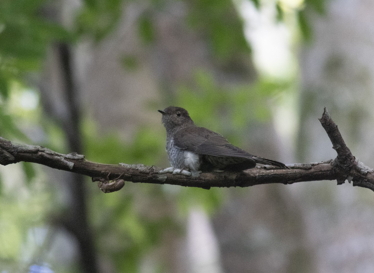 eBird Checklist - 20 Feb 2025 - Gulaga National Park--Mount Dromedary ...