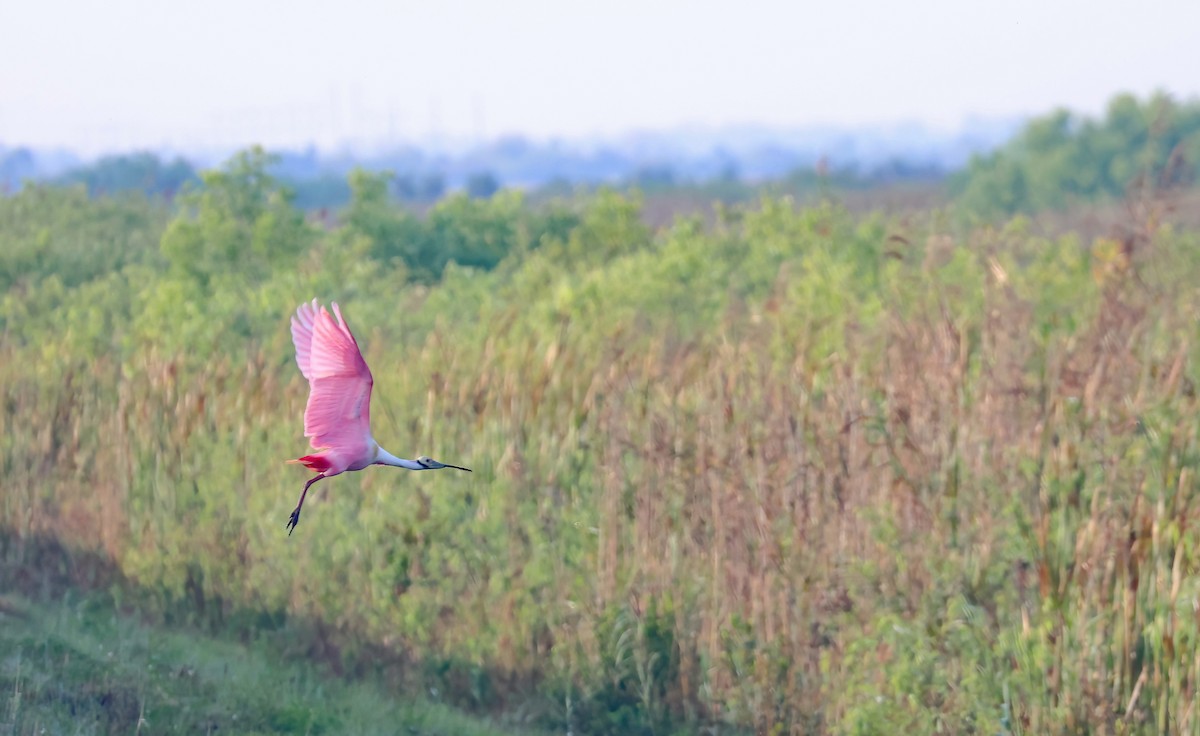 eBird Checklist - 19 Feb 2025 - Loxahatchee NWR - 53 species