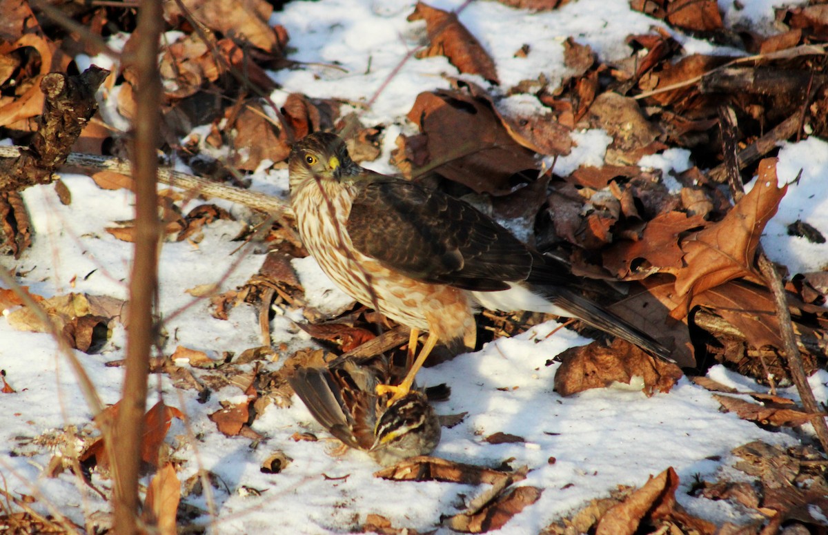Pennsylvania Bird Atlas Checklist - 20 Feb 2025 - Wolfe Mt. - 2 species