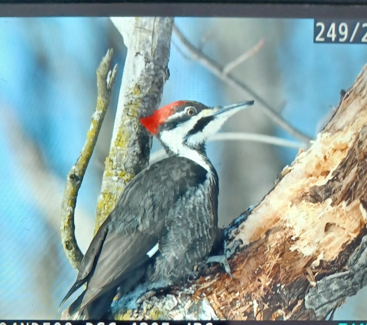 eBird Checklist - 20 Feb 2025 - Rue De Cabano, Granby, Québec, CA (45 ...
