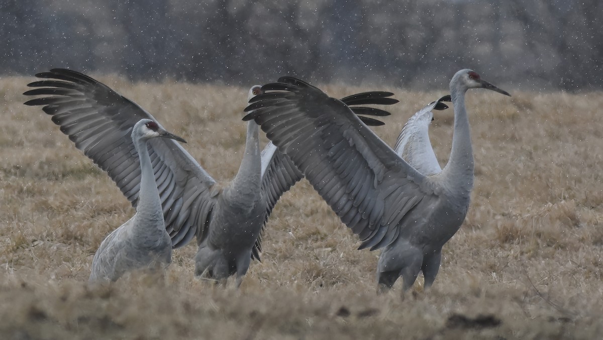 eBird Checklist - 20 Feb 2025 - 20524 Whites Ferry Road, Poolesville ...