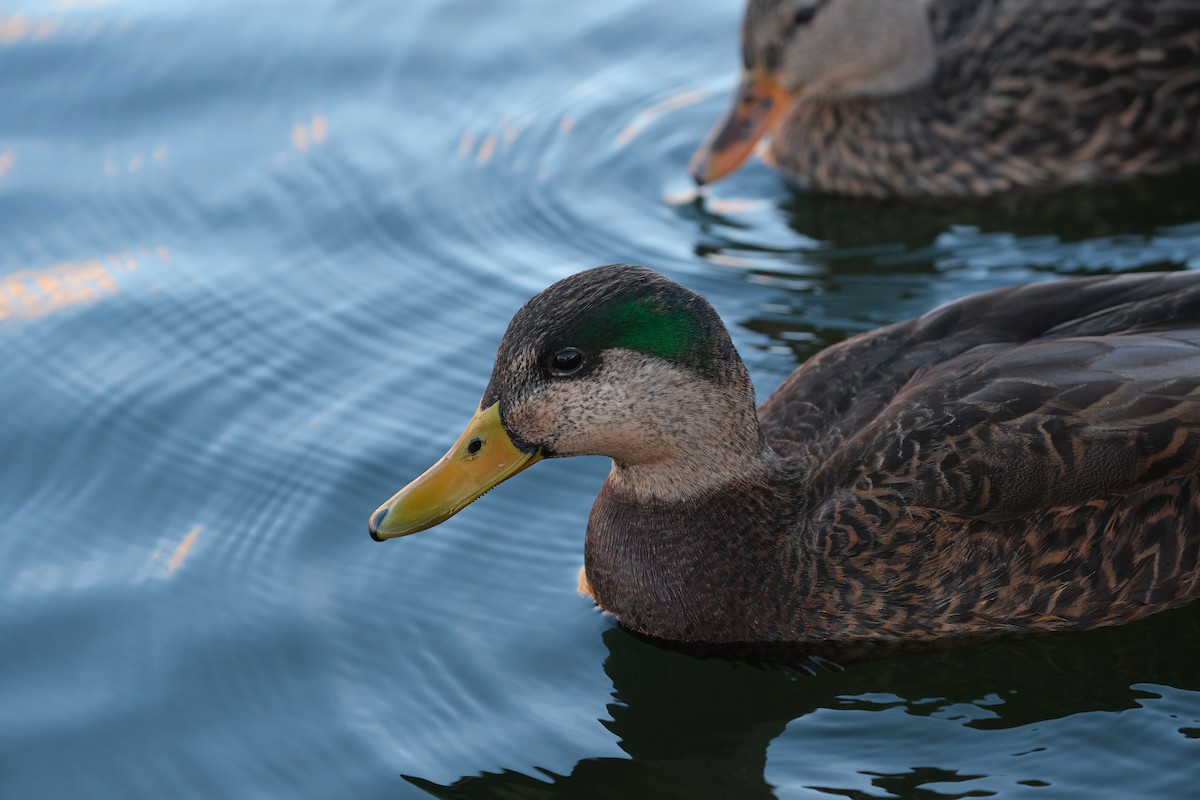 ML631015073 - Mallard x Mexican Duck (hybrid) - Macaulay Library