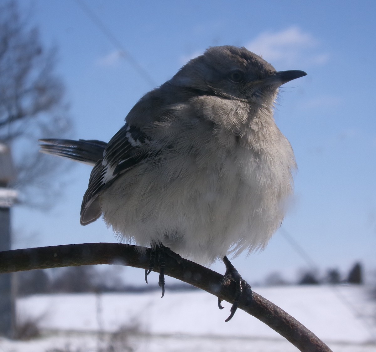 eBird Checklist - 20 Feb 2025 - Frank Lyne's Farm (Private) stakeout ...