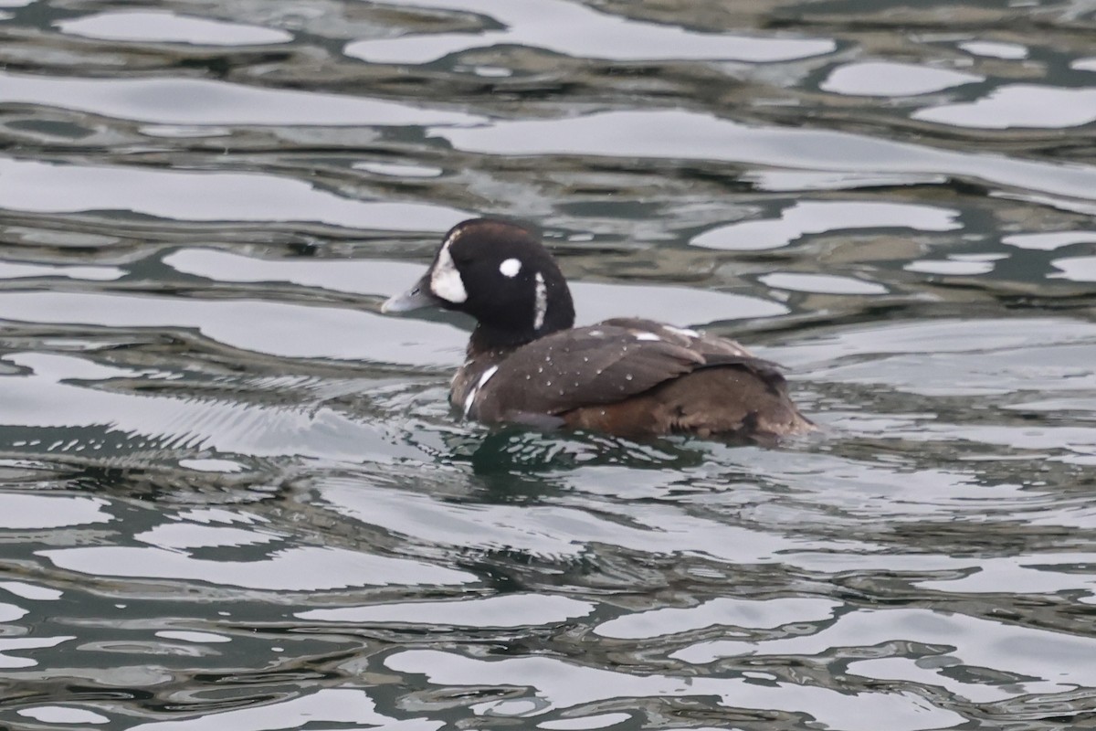eBird Checklist - 20 Feb 2025 - MacMillan Wharf - 14 species