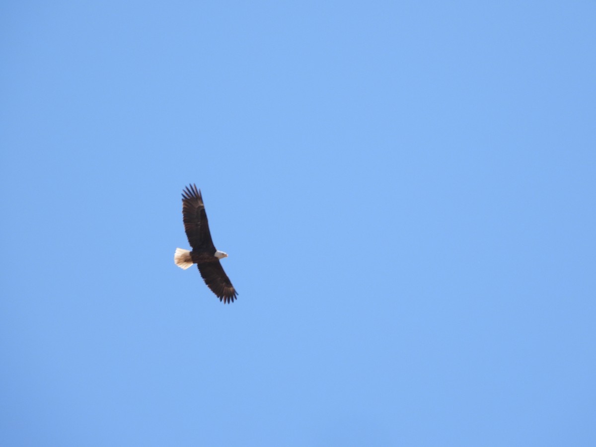 eBird Checklist - 20 Feb 2025 - Verde River--Access south of Box Bar ...