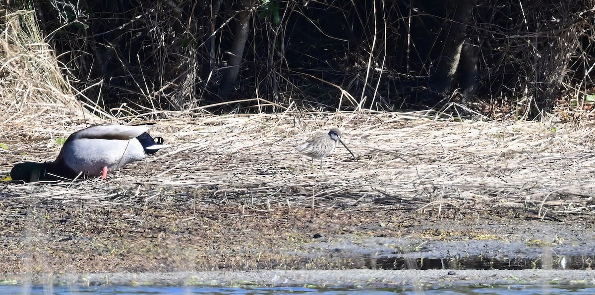 eBird Checklist - 17 Feb 2025 - Pea Island NWR--Salt Flats Wildlife ...