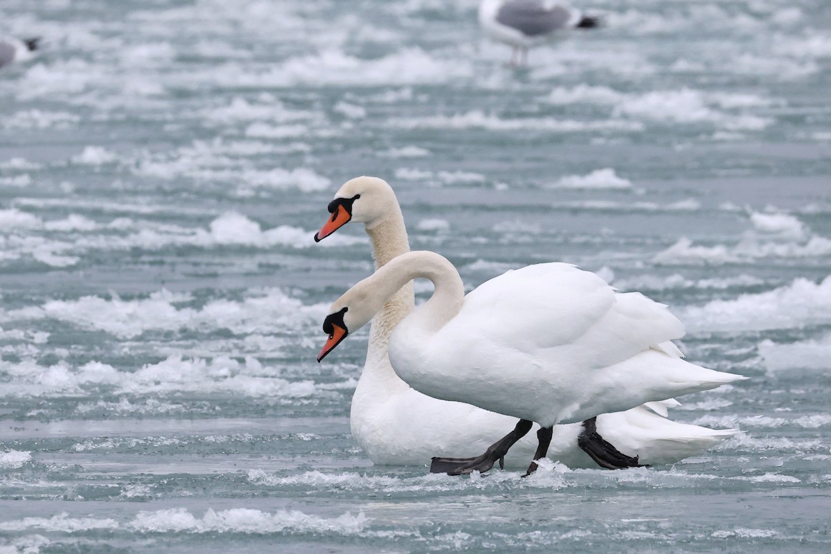 Israel Breeding Bird Atlas Checklist - 15 Feb 2025 - Cobourg--Harbour ...