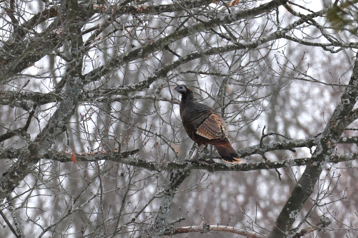 Israel Breeding Bird Atlas Checklist - 15 Feb 2025 - Rice Lake--Harwood ...