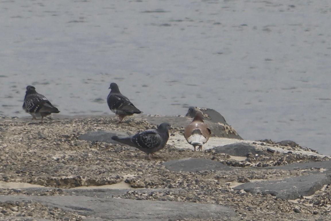 eBird Checklist - 20 Feb 2025 - Shark River Inlet - 10 species