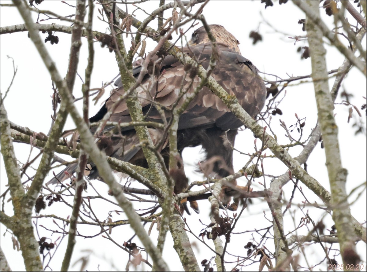 eBird Checklist - 20 Feb 2025 - Serpentine Fen - 1 species