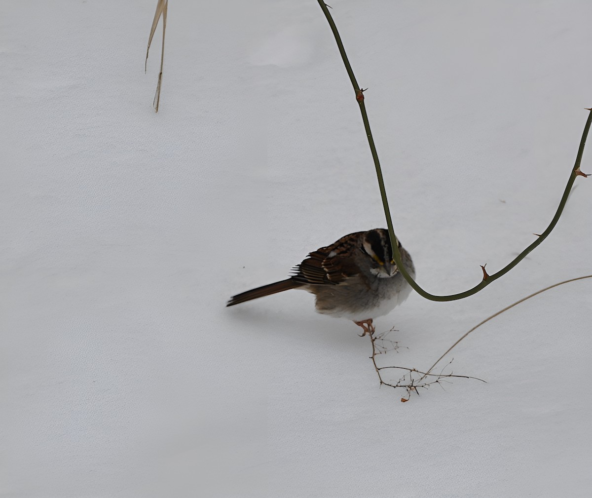 eBird Checklist - 20 Feb 2025 - Stumpy Lake Natural Area - 20 species
