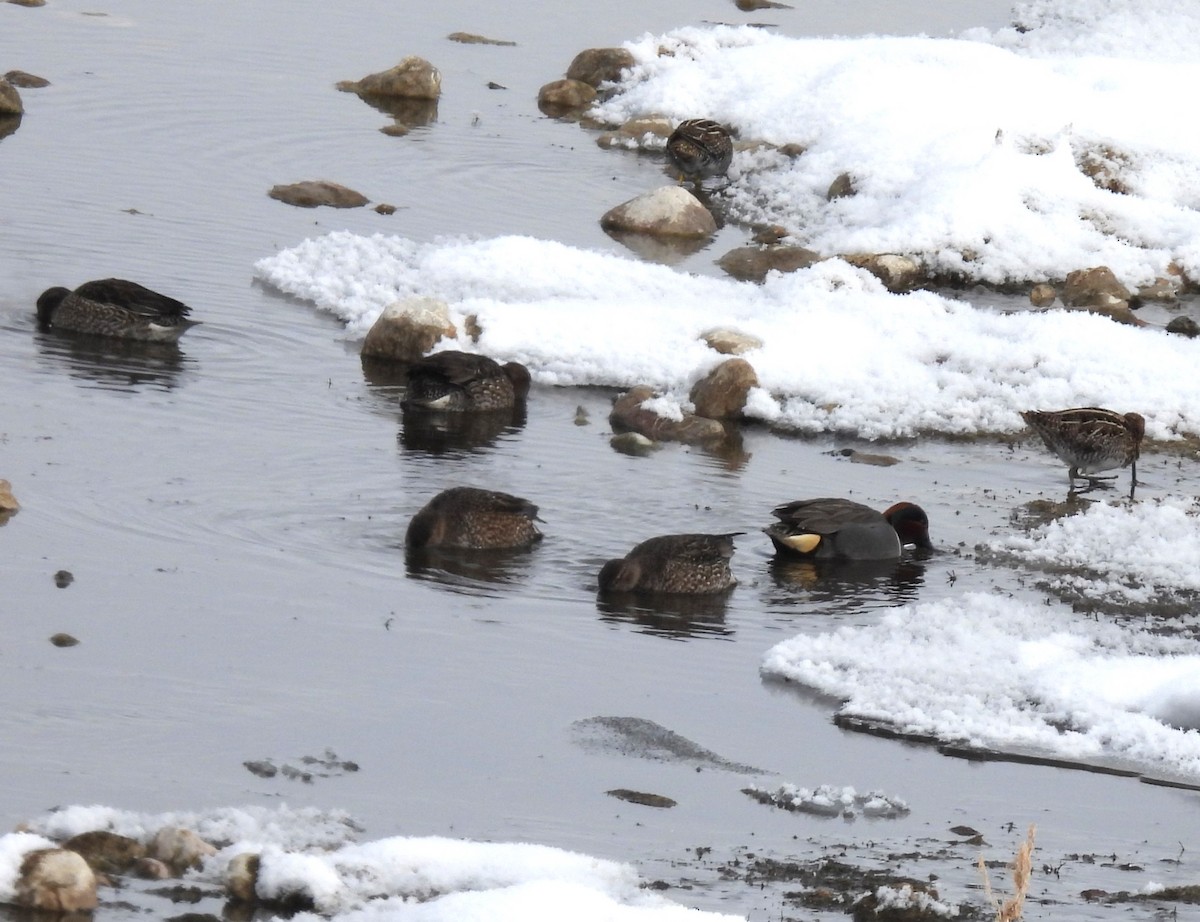 eBird Checklist - 20 Feb 2025 - Lake De Smet - 6 species