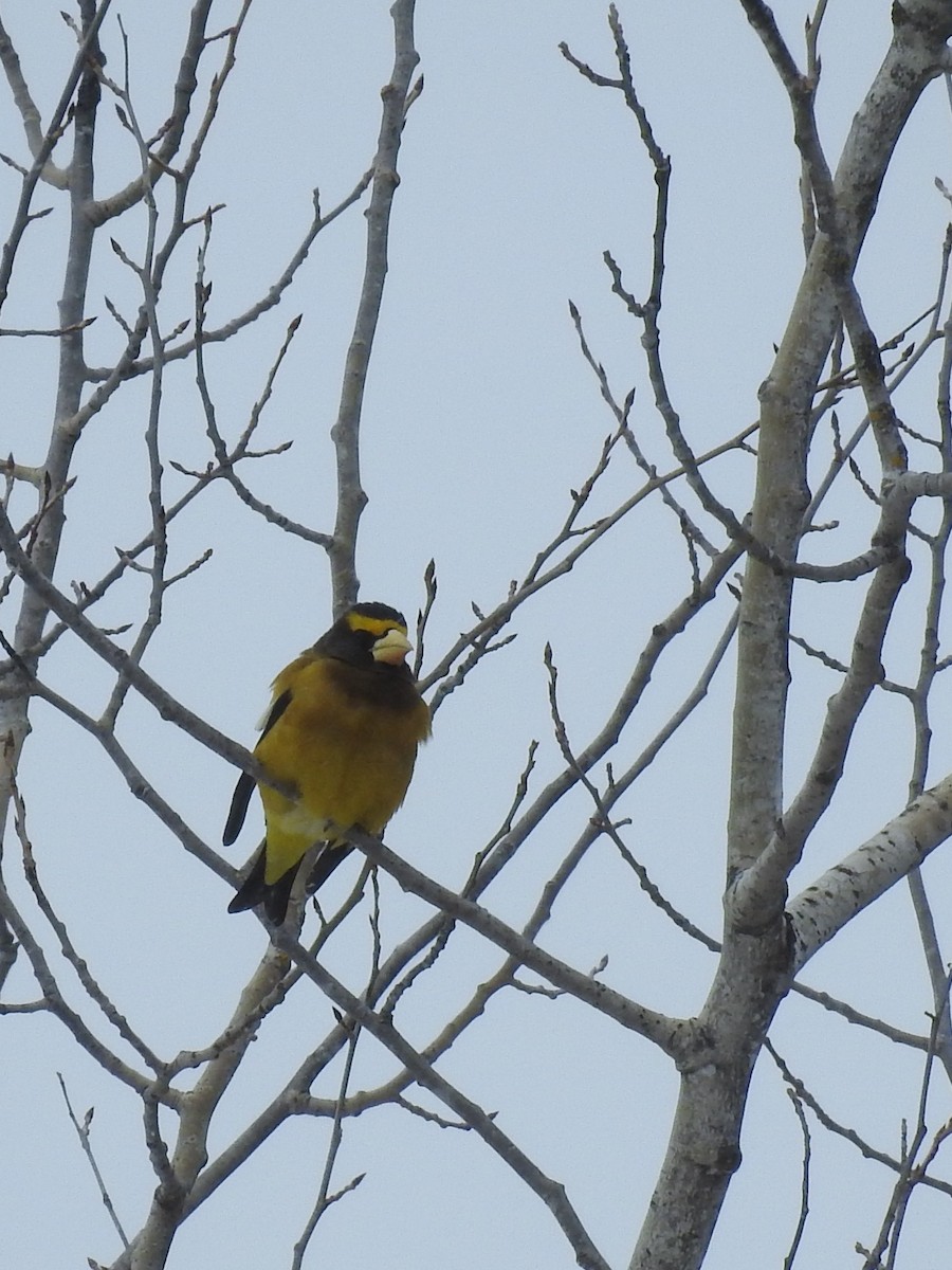 eBird Checklist - 15 Feb 2025 - Sax-Zim Bog--Sisu feeders at 2208 ...