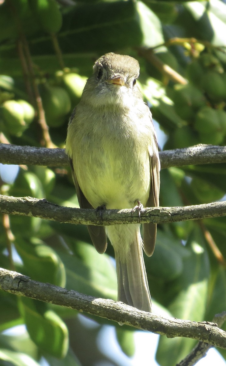 eBird Checklist - 20 Feb 2025 - Harbor Lawn-Mt. Olive Memorial Park ...