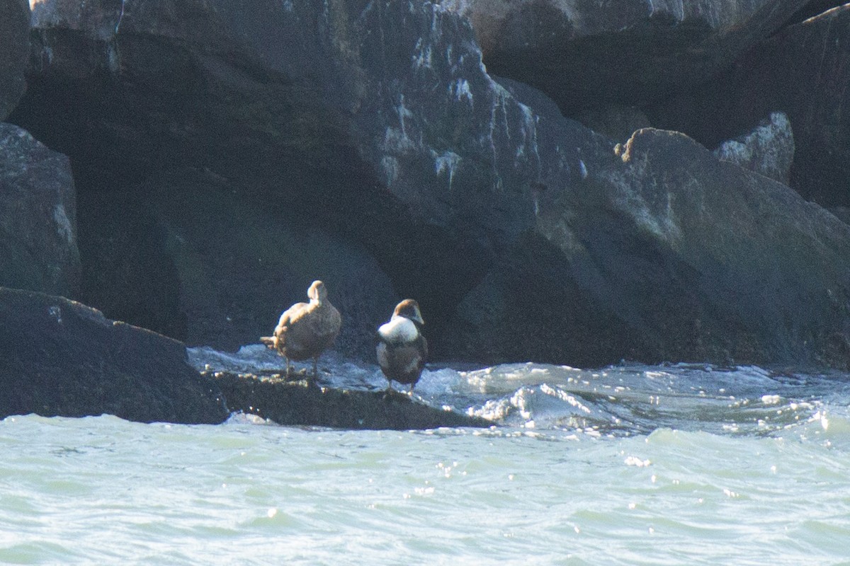 eBird Checklist - 17 Feb 2025 - Rudee Inlet - 20 species