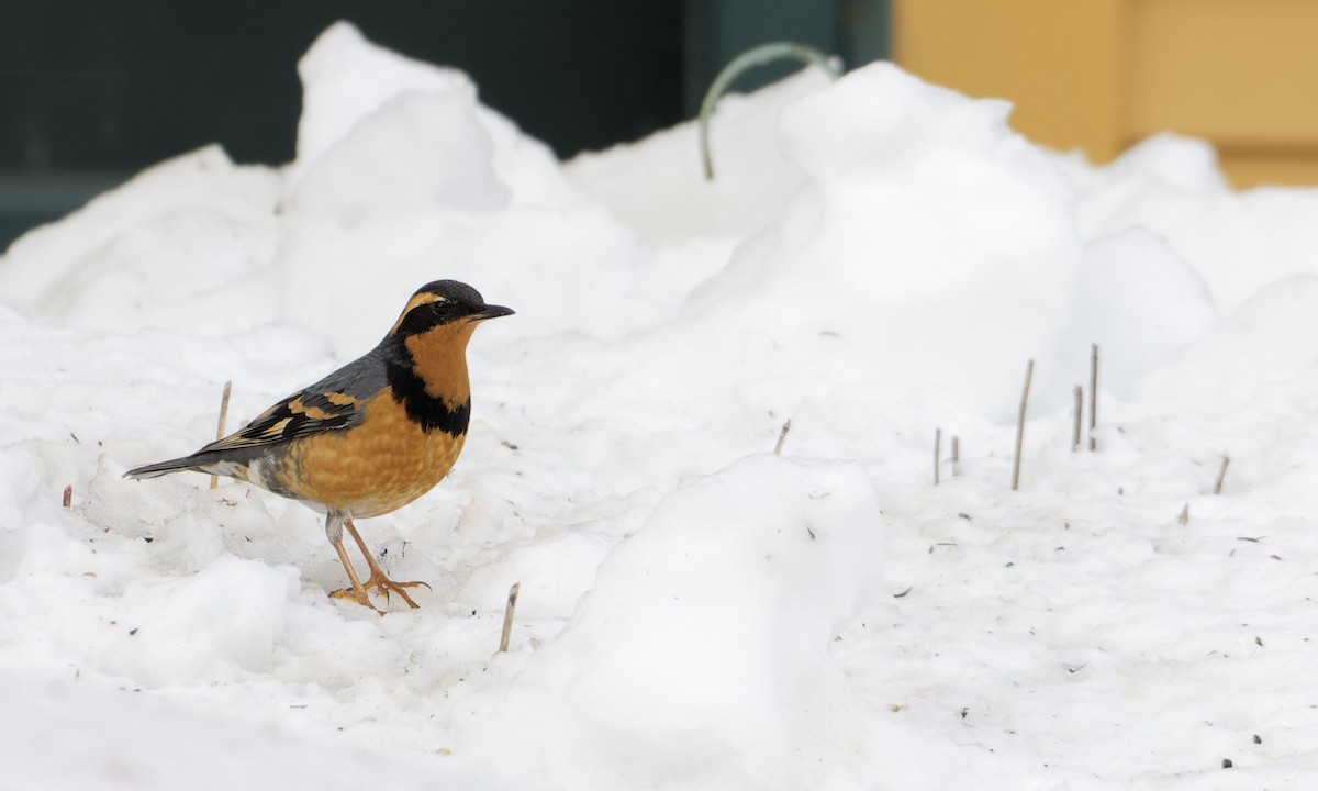 eBird Checklist - 20 Feb 2025 - stakeout Varied Thrush--153 East St., Petersham (2025) - 16 species