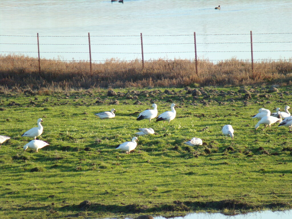 eBird Checklist - 20 Feb 2025 - Moro Cojo Slough and/or fields to Moro ...