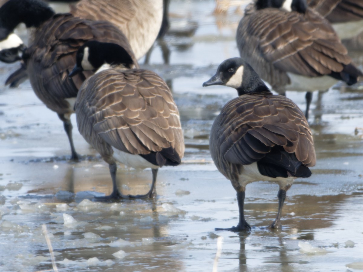 eBird Checklist - 20 Feb 2025 - Blackwater NWR--Wildlife Drive - 41 species