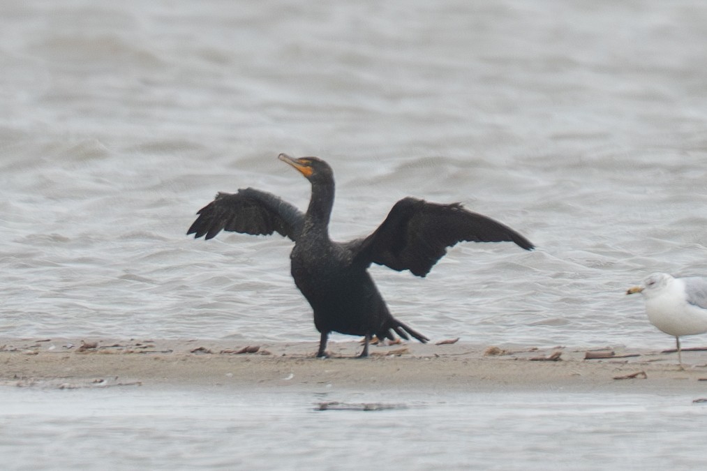 ML631046616 - Neotropic Cormorant - Macaulay Library