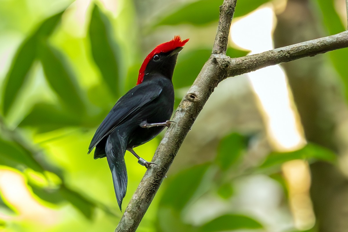 ML631046633 - Helmeted Manakin - Macaulay Library