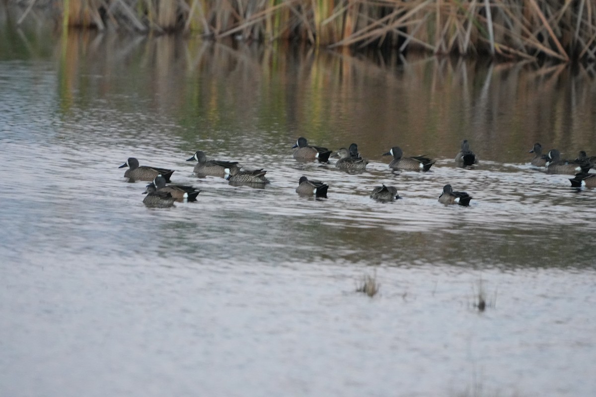 eBird Checklist - 21 Feb 2025 - Lake Woodruff NWR - 45 species