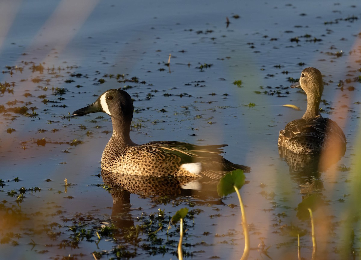 eBird Checklist - 15 Feb 2025 - Lake Hancock Outfall Wetland - 69 ...