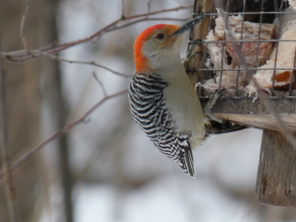 eBird Checklist - 20 Feb 2025 - RNF du Cap-Tourmente - 15 species