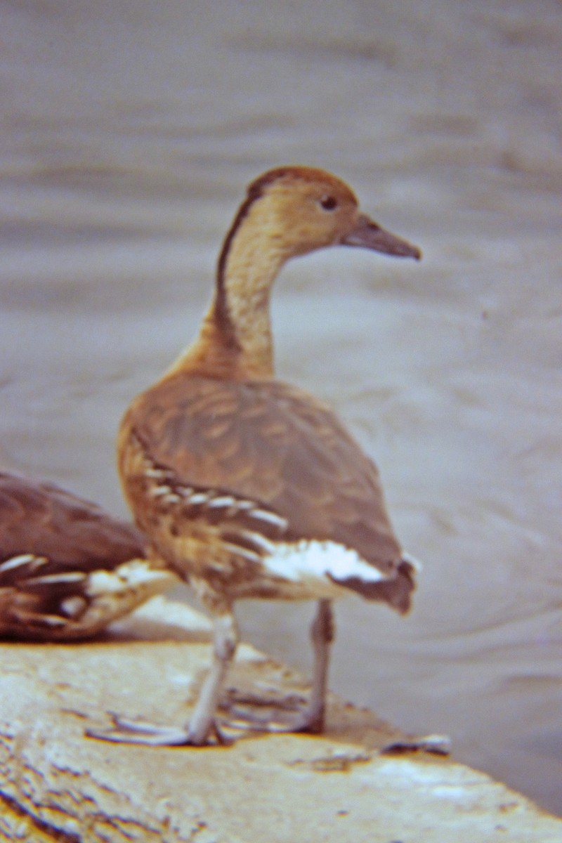 ML631050135 - Fulvous Whistling-Duck - Macaulay Library