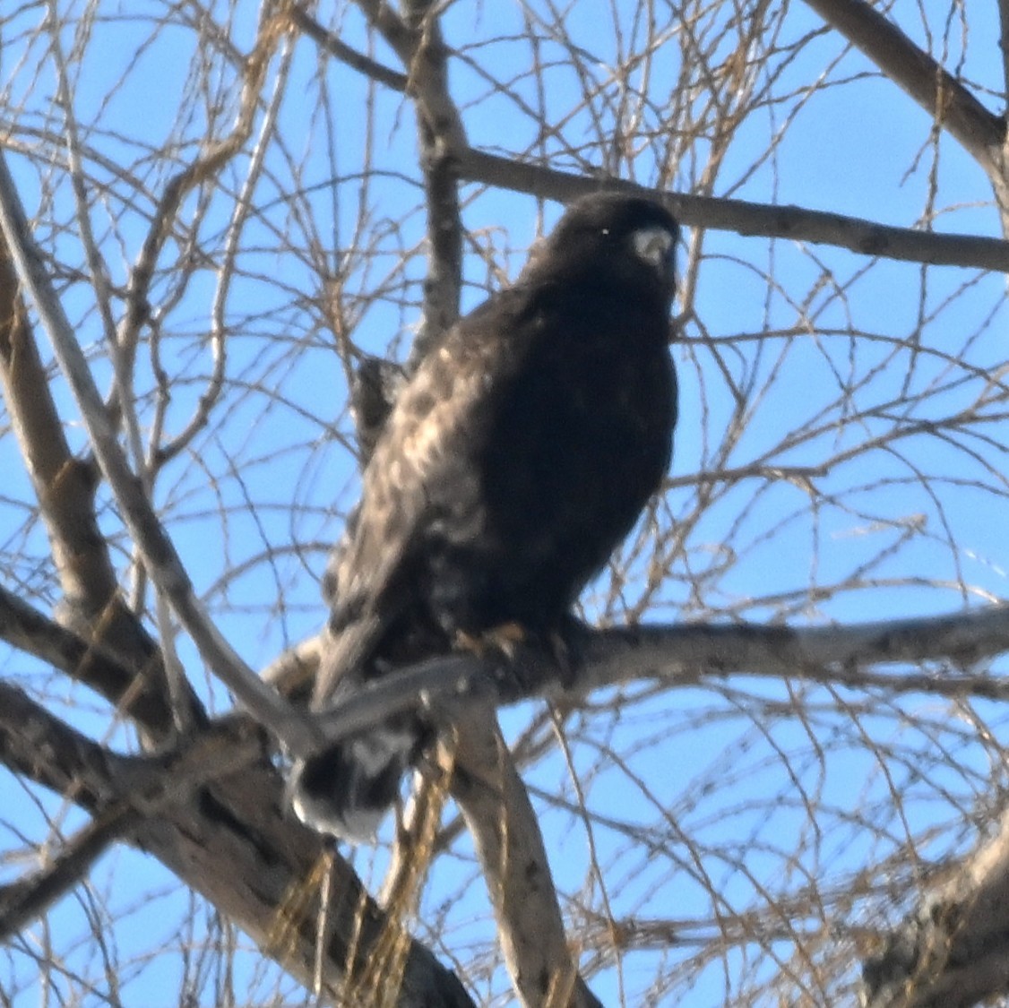 eBird Checklist - 21 Feb 2025 - Fermilab (DuPage Co.) - 8 species