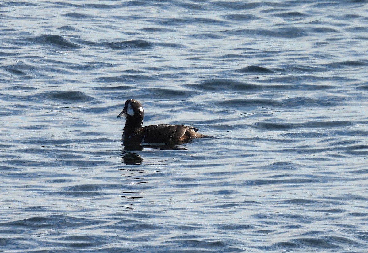 eBird Checklist - 21 Feb 2025 - MacMillan Wharf - 16 species