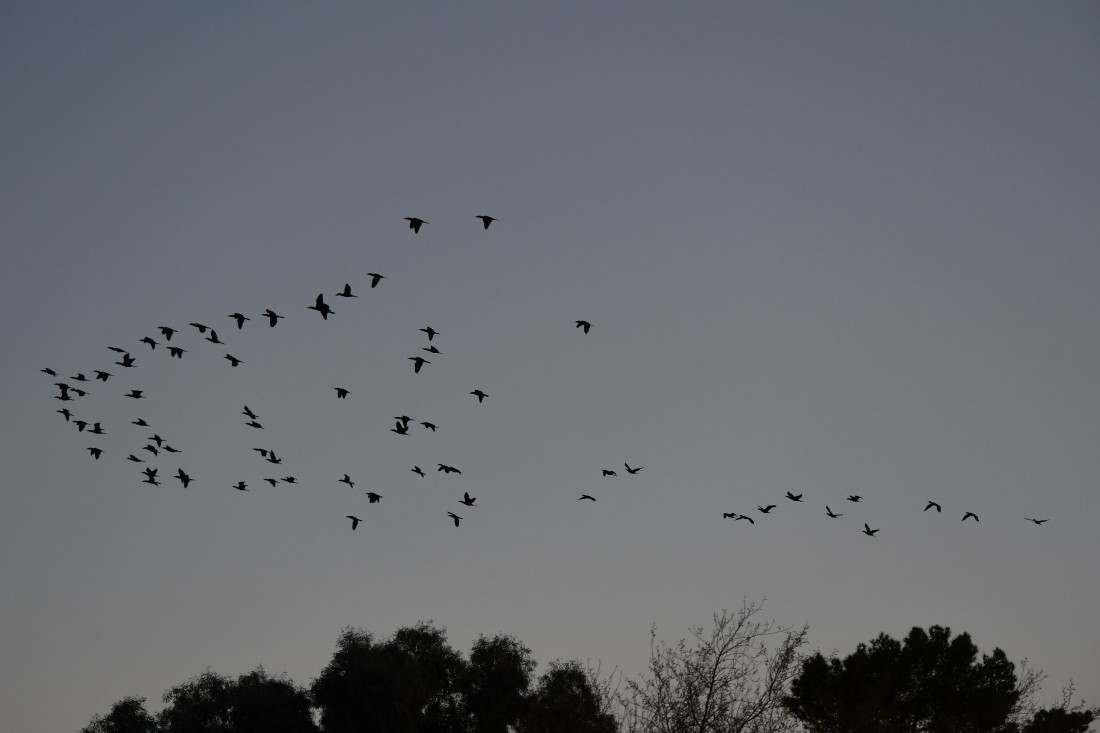 eBird Checklist - 21 Feb 2025 - Christopher Columbus Park - 60 species ...
