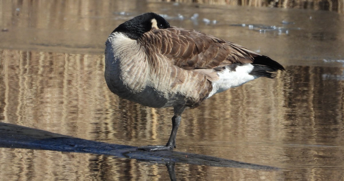 eBird Checklist - 21 Feb 2025 - Rock Run Rookery Preserve - 26 species