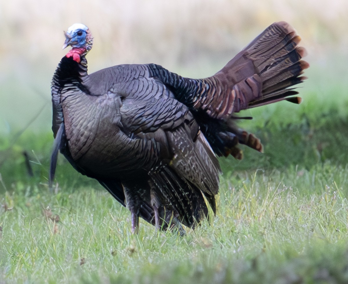 Pennsylvania Bird Atlas Checklist - 21 Feb 2025 - Audubon Corkscrew ...