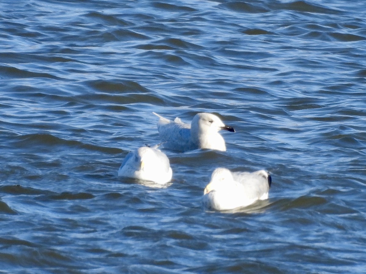 ML631061939 - Iceland Gull - Macaulay Library