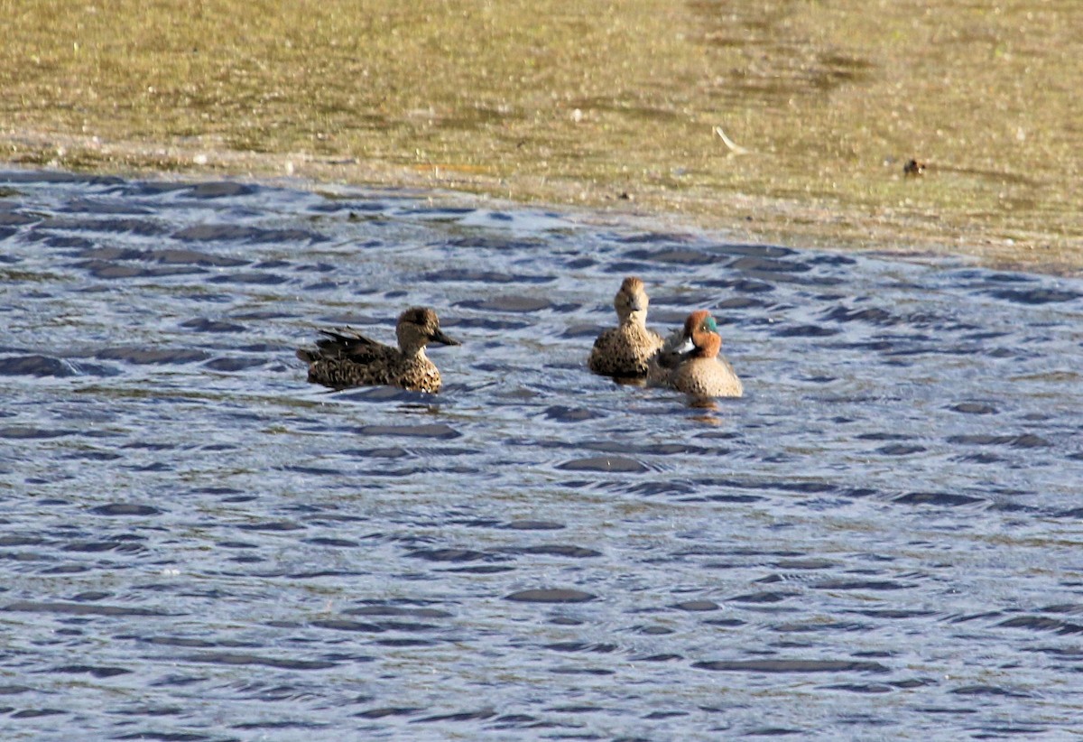 eBird Checklist - 22 Oct 2016 - Cape Island--Cape May Point SP (CMPSP) - 12 species