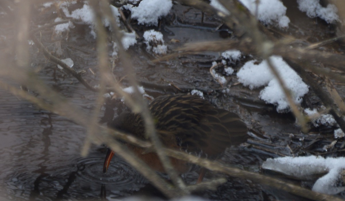 eBird Checklist - 21 Feb 2025 - Mendon Ponds Park--Quaker Pond Trail ...