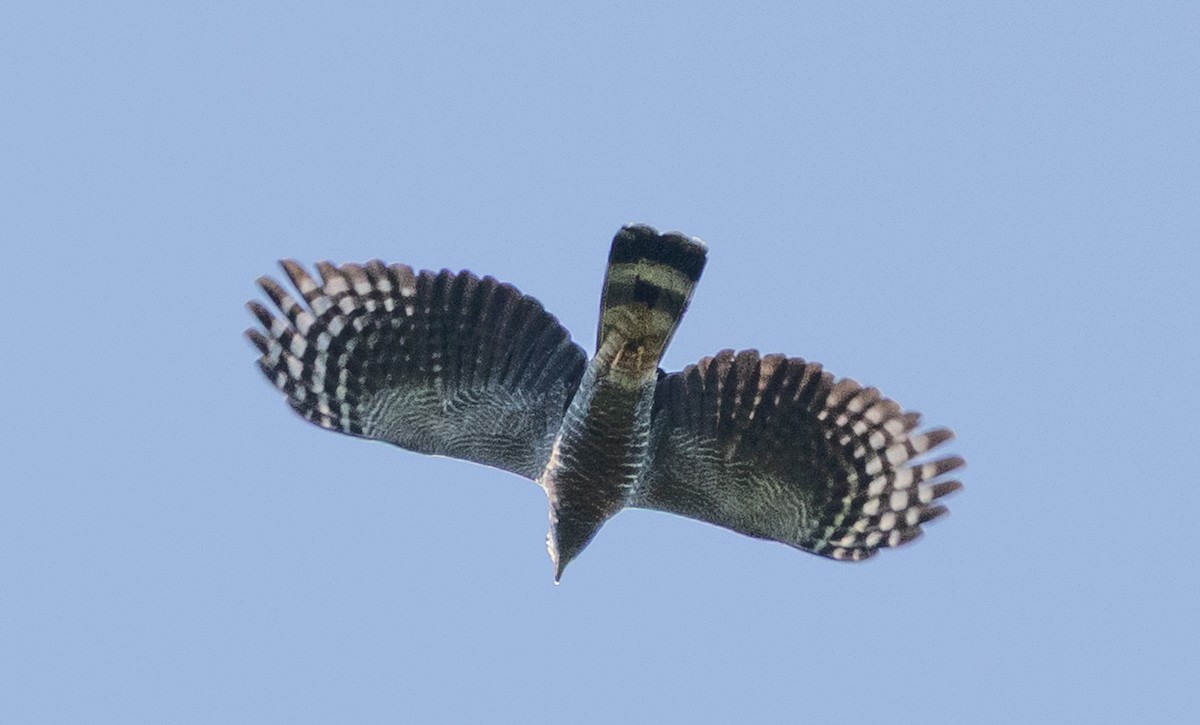 eBird Checklist - 6 Feb 2025 - Minca-Tagua Road—birdy bend - 31 species