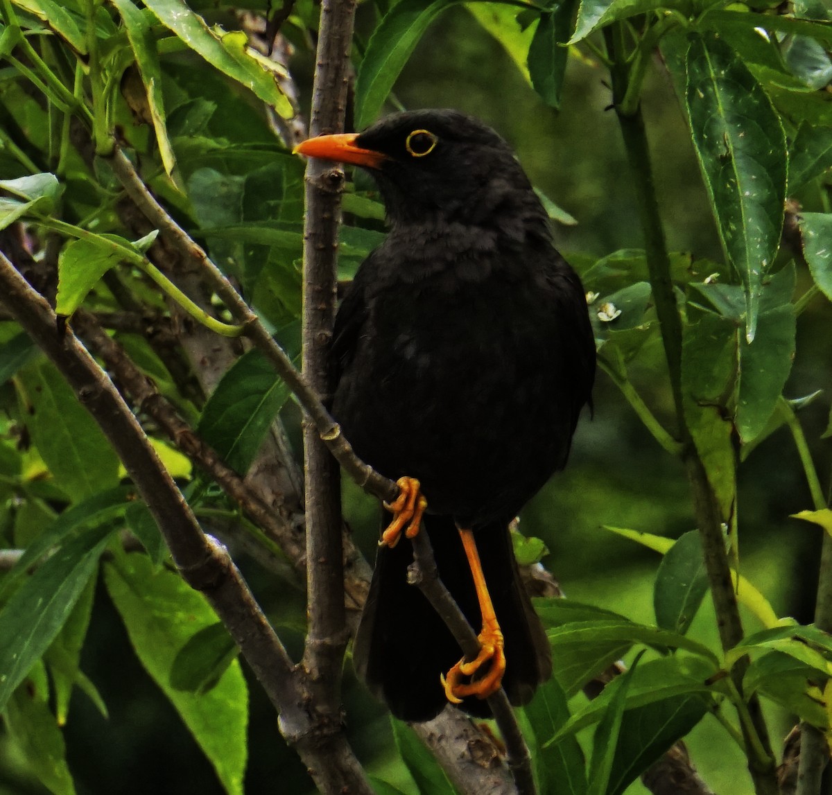 eBird Checklist - 20 Apr 2019 - Gral. Melchor Aymerich, Quito 170111, Ecuador - 1 species